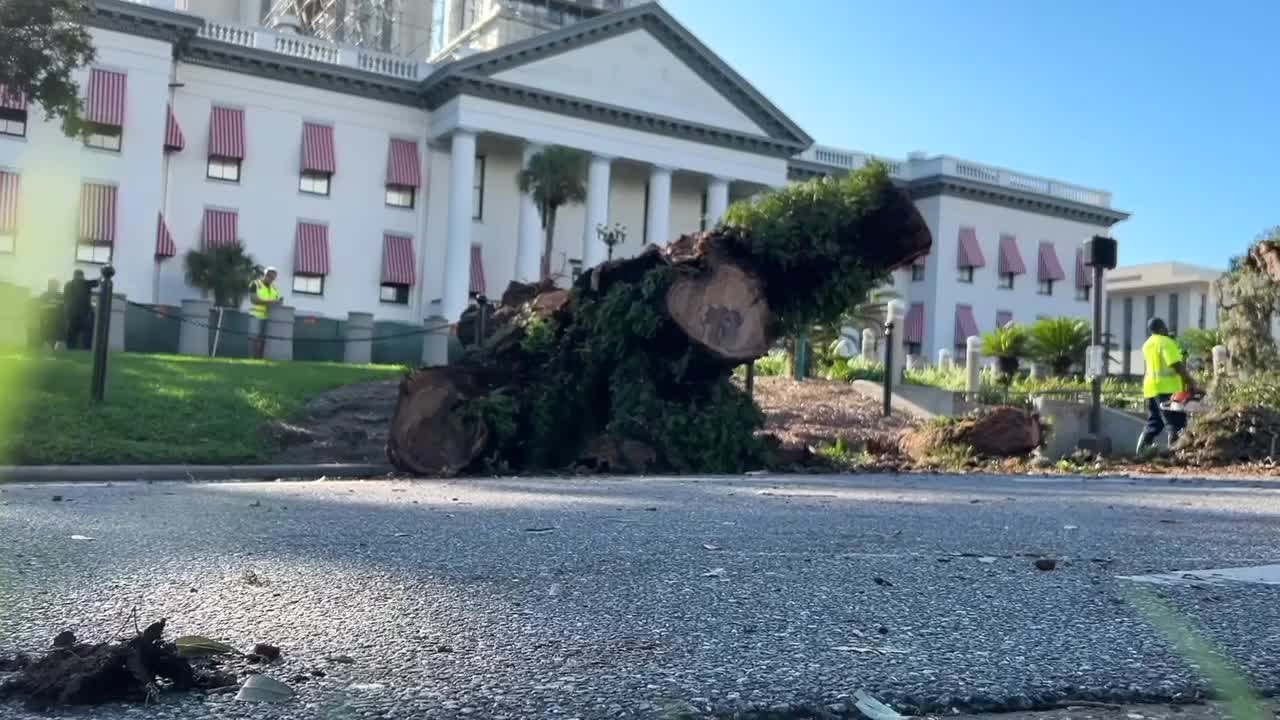 TREE DOWN OUTSIDE OLD FL CAPITOL - YouTube