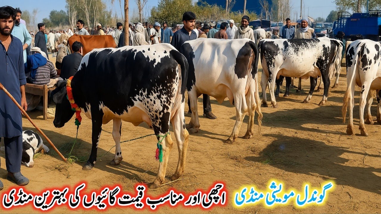 Gondal Mandi latest update 2025!Low and Middle Prices MilkingCows ...