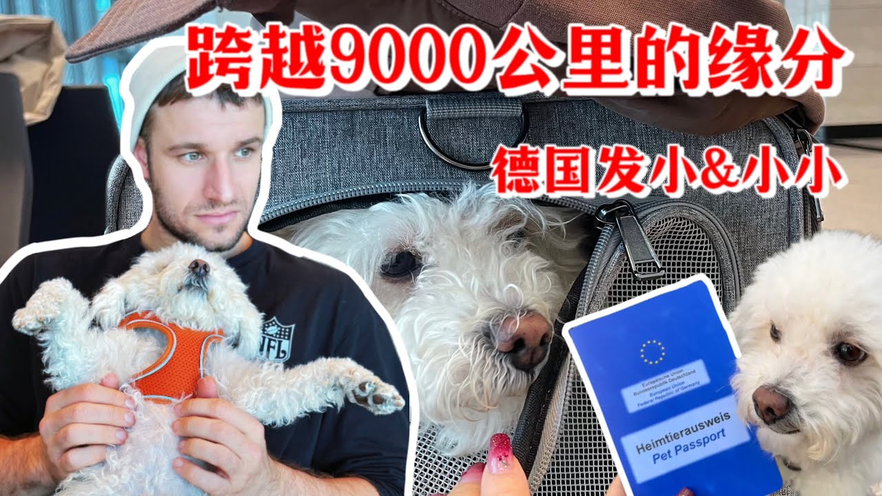 SURPRISING MY GERMAN FRIEND WITH A CHINESE... 跨越9000公里让德国发小和中国流浪狗团聚 ...