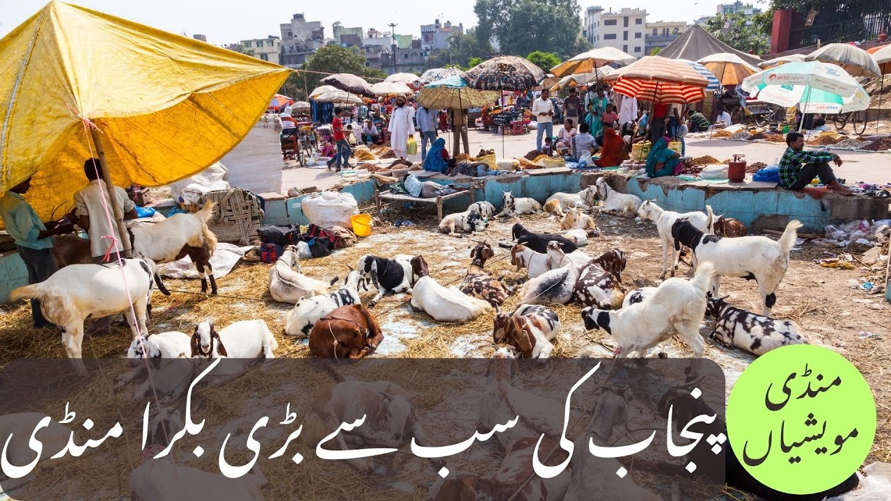 پنجاب کی سب سے بڑی منڈی مویشیاں Mandi Animals - YouTube