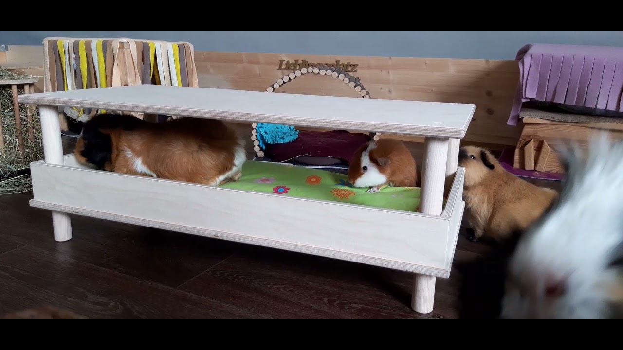 Guinea pigs investigate the New tool - YouTube
