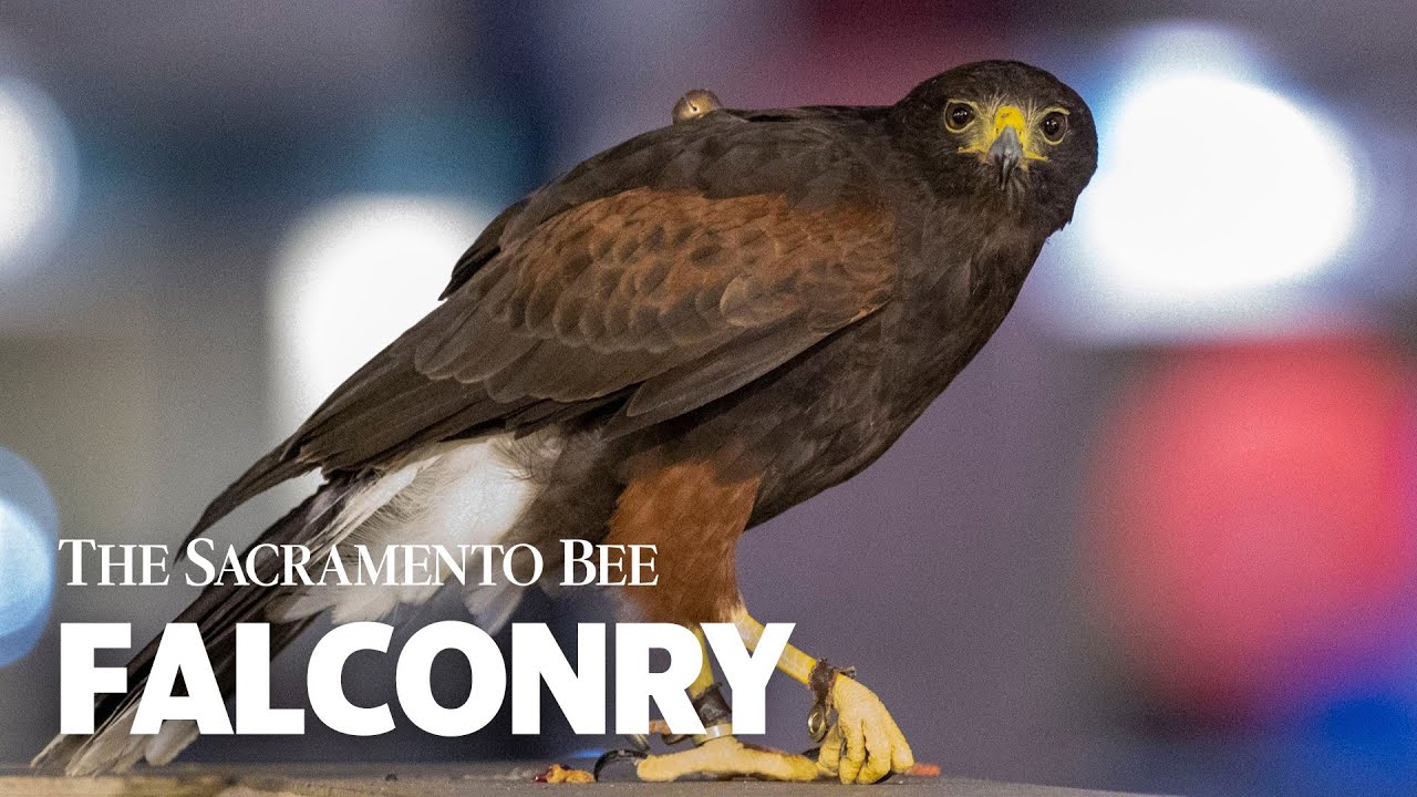 Learn How Downtown Sacramento Is Managing A ‘Flock Of Unruly Crows ...