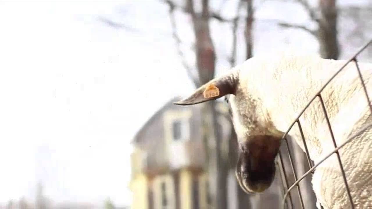 Harlem shake Animals Version - YouTube