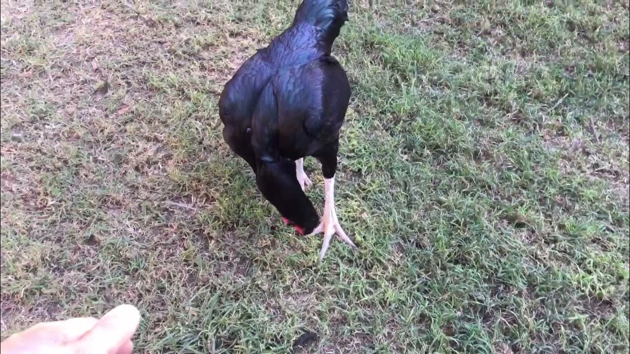 Poj Qaib Dub WF - YouTube