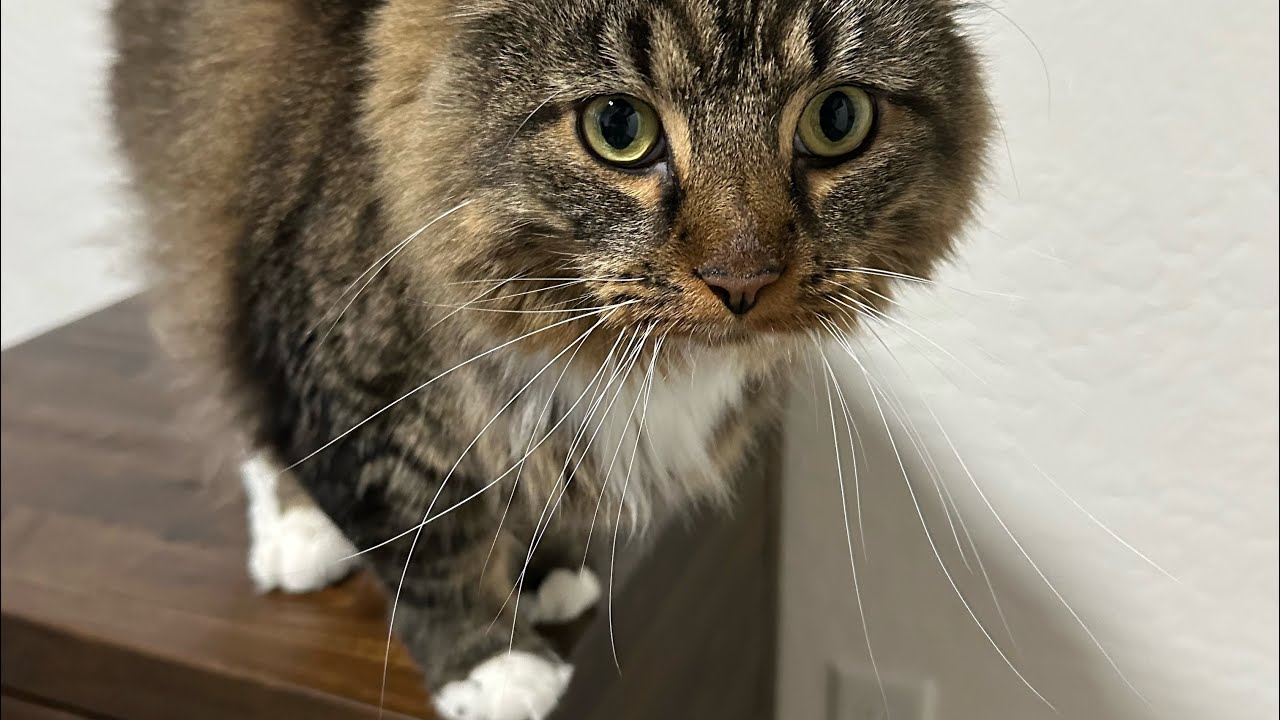 Cute cat Theo comes out to meow at the walls like always - YouTube