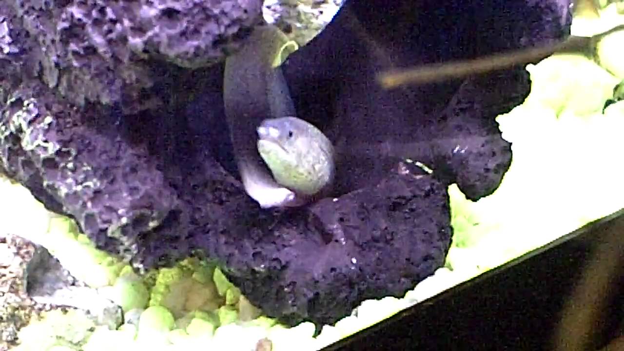 Baby Moray Eel - YouTube