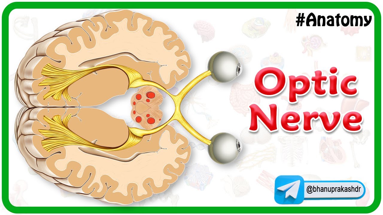 Optic Nerve Anatomy Animation : Components, Visual Pathway and Clinical ...