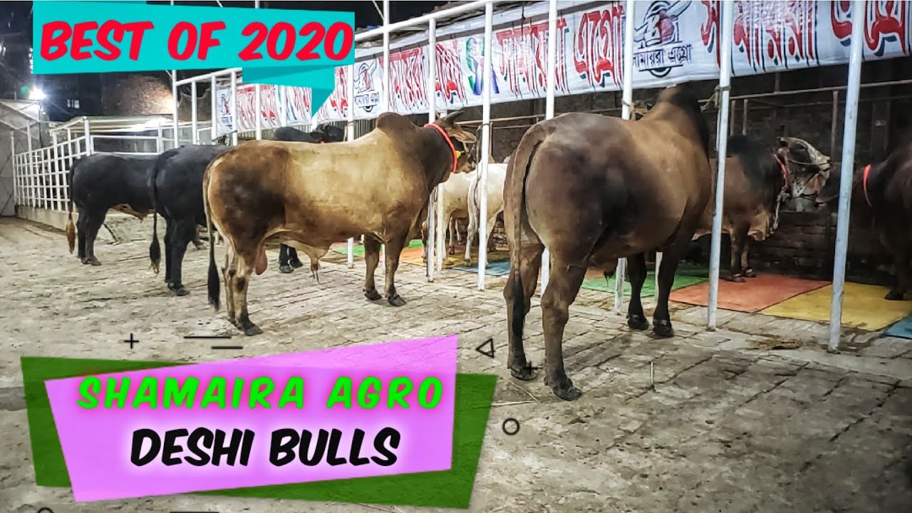 499 | Deshi Bulls Show Time | সুন্দর সব দেশী ষাঁড় | Best of Shamaira Agro | ZbGH 2020 - YouTube