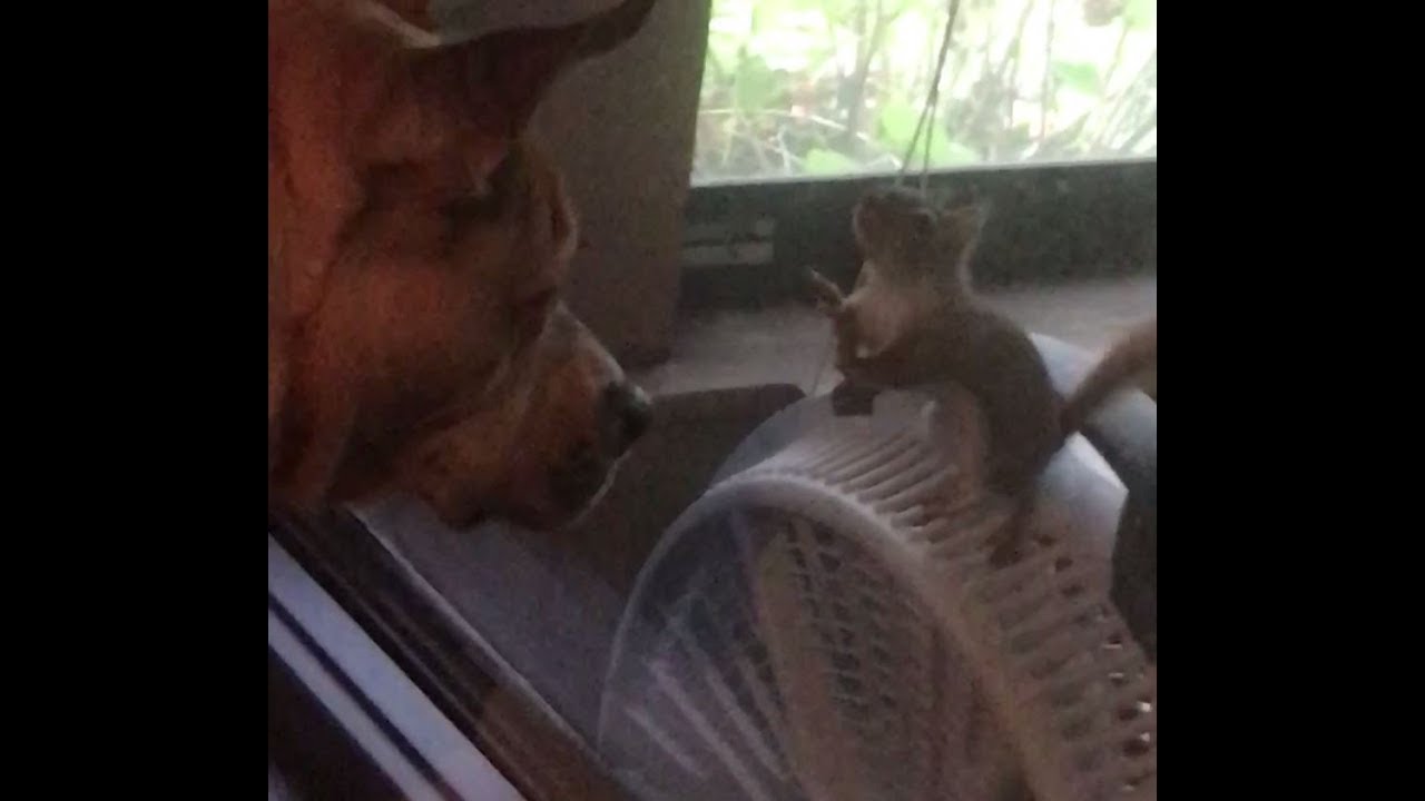 Red Squirrel Taunts Dog - YouTube