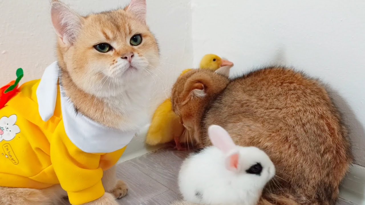 Scottish straight cat, Scottish fold cat, Ducklings and Rabbit - YouTube