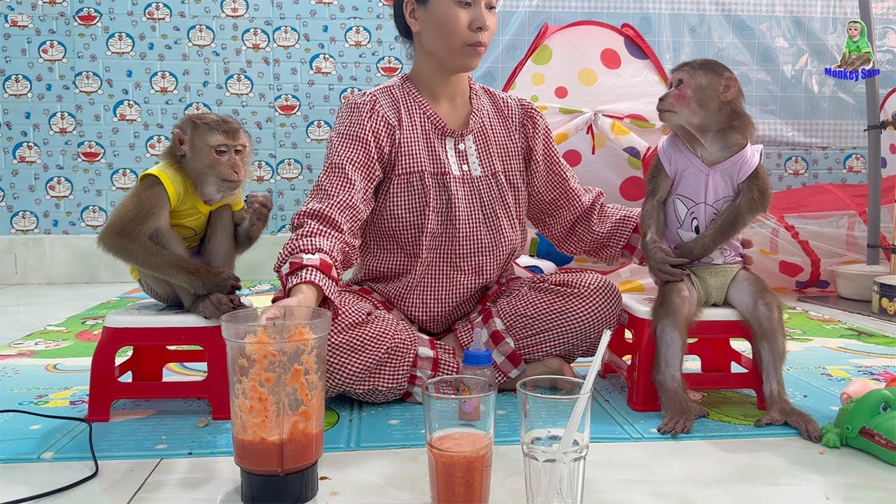Monkeys will love mom's fruit smoothies - YouTube
