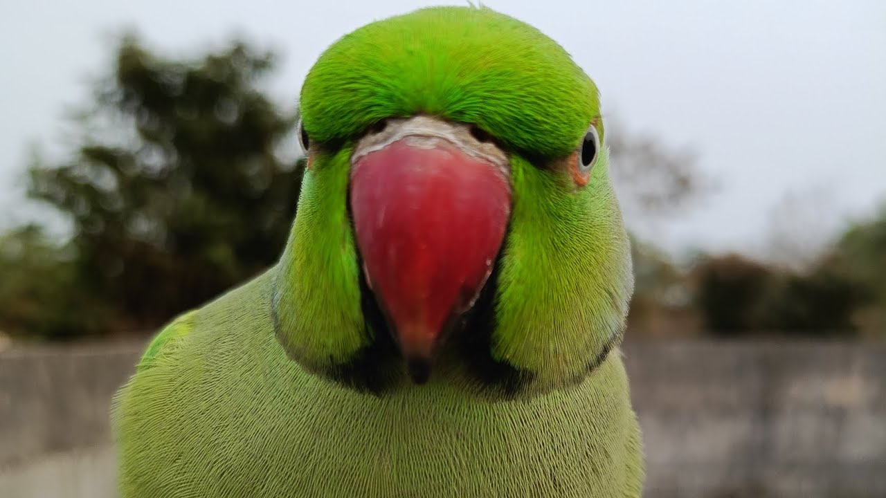 talking parrot enjoying 😊#parrotsound #ringneckparrot #talkingparrot # ...