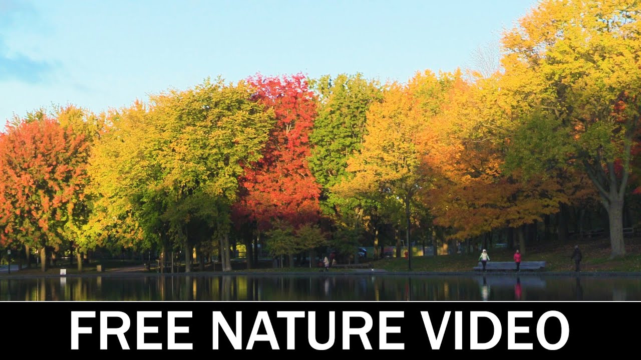 Free Nature Background Video No Copyright - Free Stock Footage - YouTube