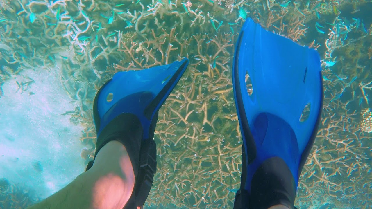 Snorkeling at Palolo Deep Marine Reserve in Upolu, Samoa | Journey to ...