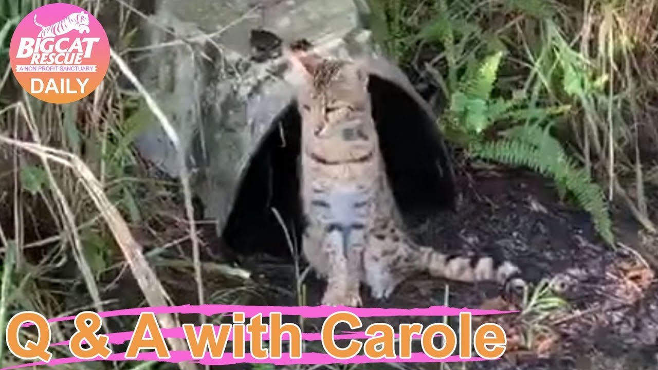 Cats go home after seeing vet 10 21 2019 - YouTube