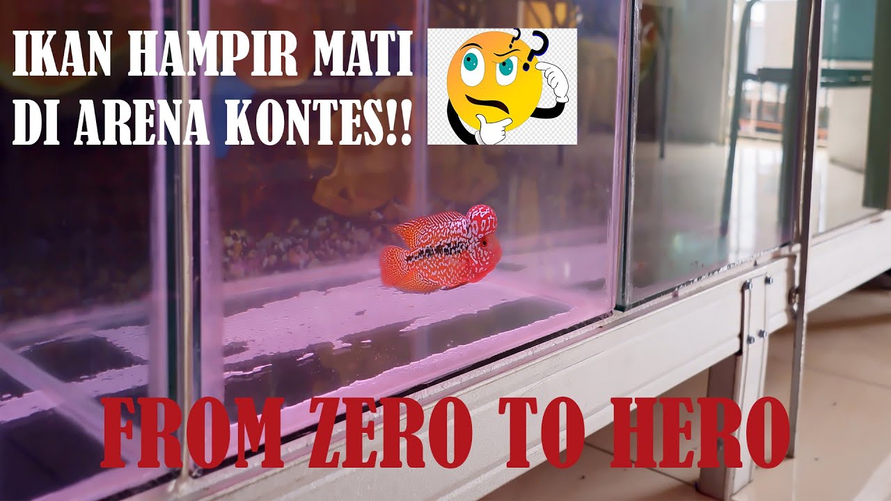 FROM ZERO TO HERO!! DIBALIK LAYAR ILUSI FLOWERHORN CONTEST DI BEKASI ...