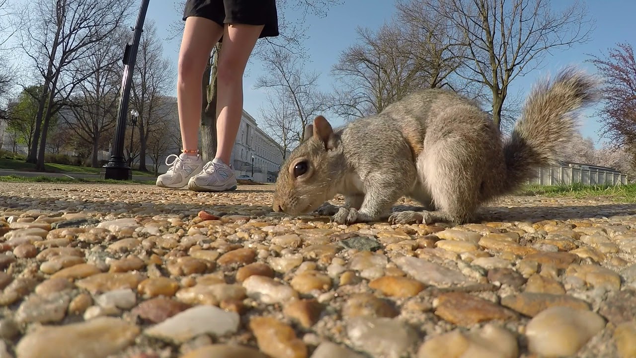 DC Squirrels - YouTube