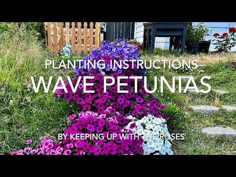 Planting Wave Petunias