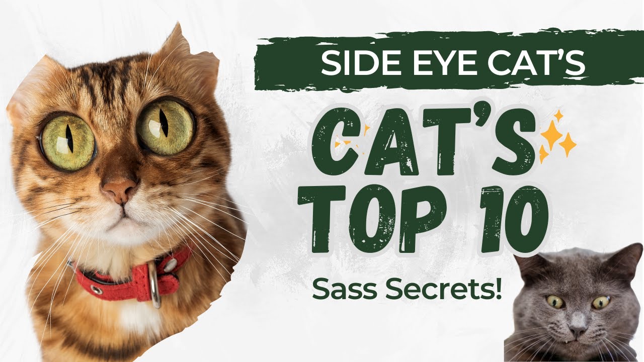 Side Eye Cat’s 10 Secrets to Purr-fect Communication | Funny Cat Video ...