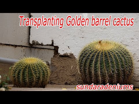 Transplanting huge Golden Barrel cactus - YouTube