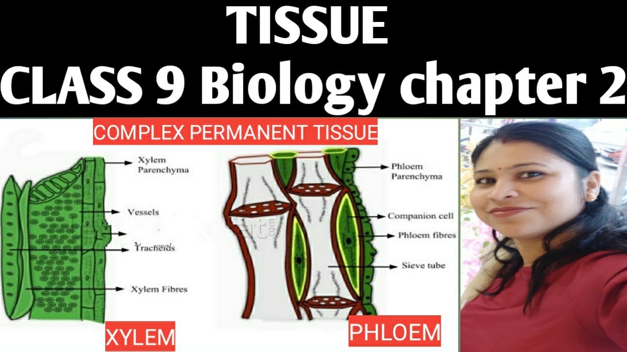 Complex Tissue Xylem And Phloem