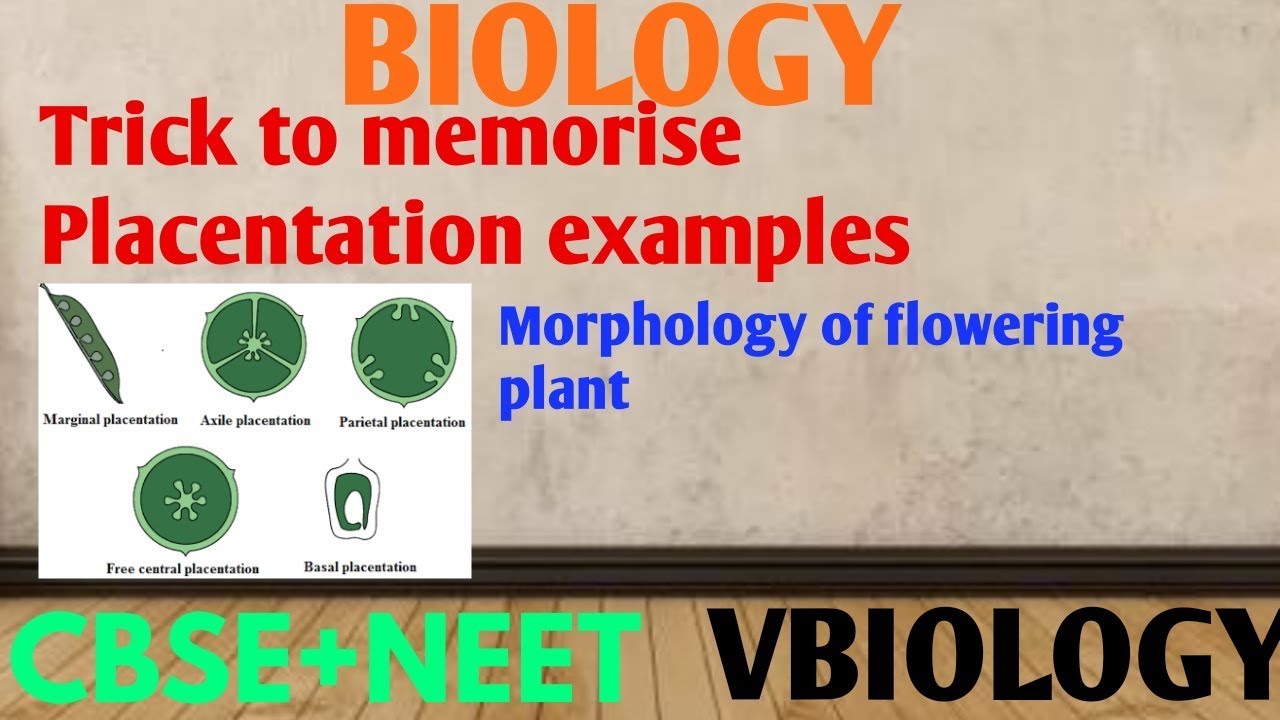 Trick to learn EXAMPLES Of Placentation || FLOWERING PLANTS || Vinay ...