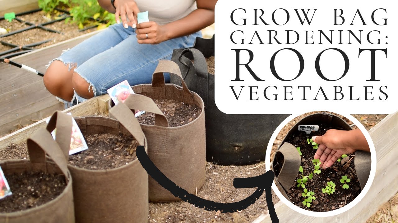 4 Root Crop Vegetables You Can Start Now In Grow Bags - YouTube