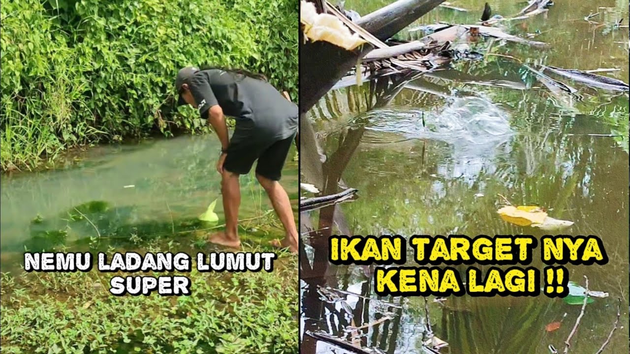 KOMPILASI VIDEO MANCING & TUTORIAL UMPAN !! - YouTube
