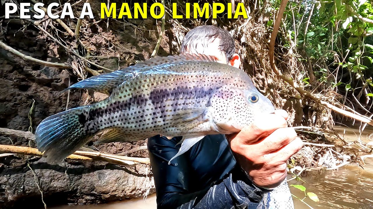 IMPRESIONANTE FORMA DE PESCAR ESTE ENORME GUAPOTE! MIRA COMO LO HACE ...