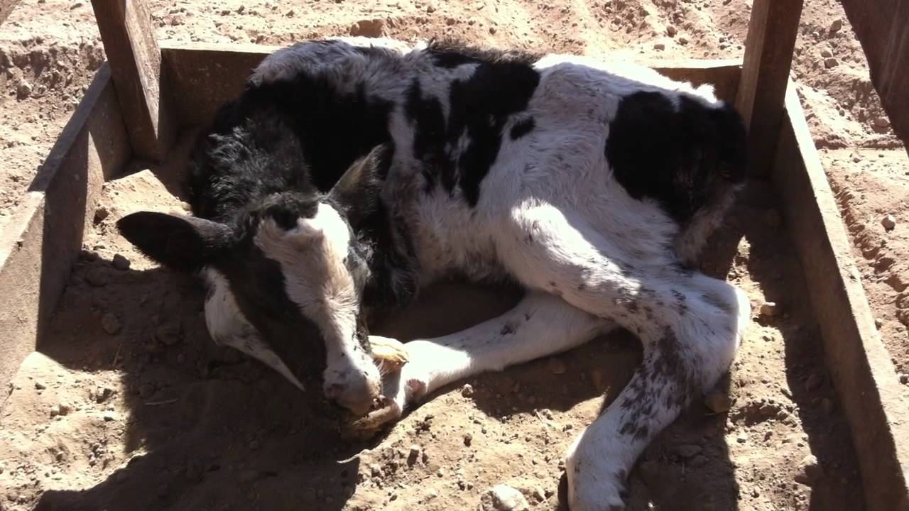 newborn calf w/ rapid shallow breathing - YouTube