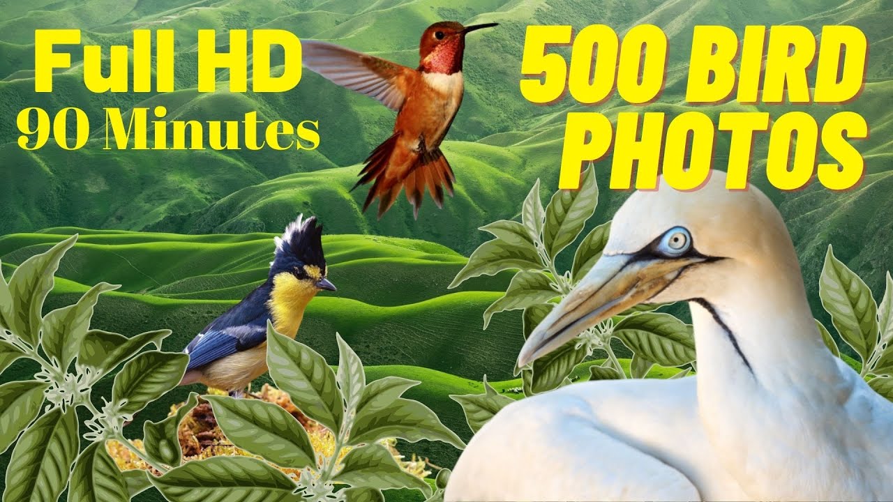 500 Bird Photos | 90 Minutes | Full HD | Kuş Fotoğrafları - YouTube