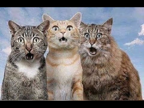 😺 Pozitiflik için kediler! 🐈 İyi bir ruh hali için komik kedi ve yavru kedi videoları! 😻