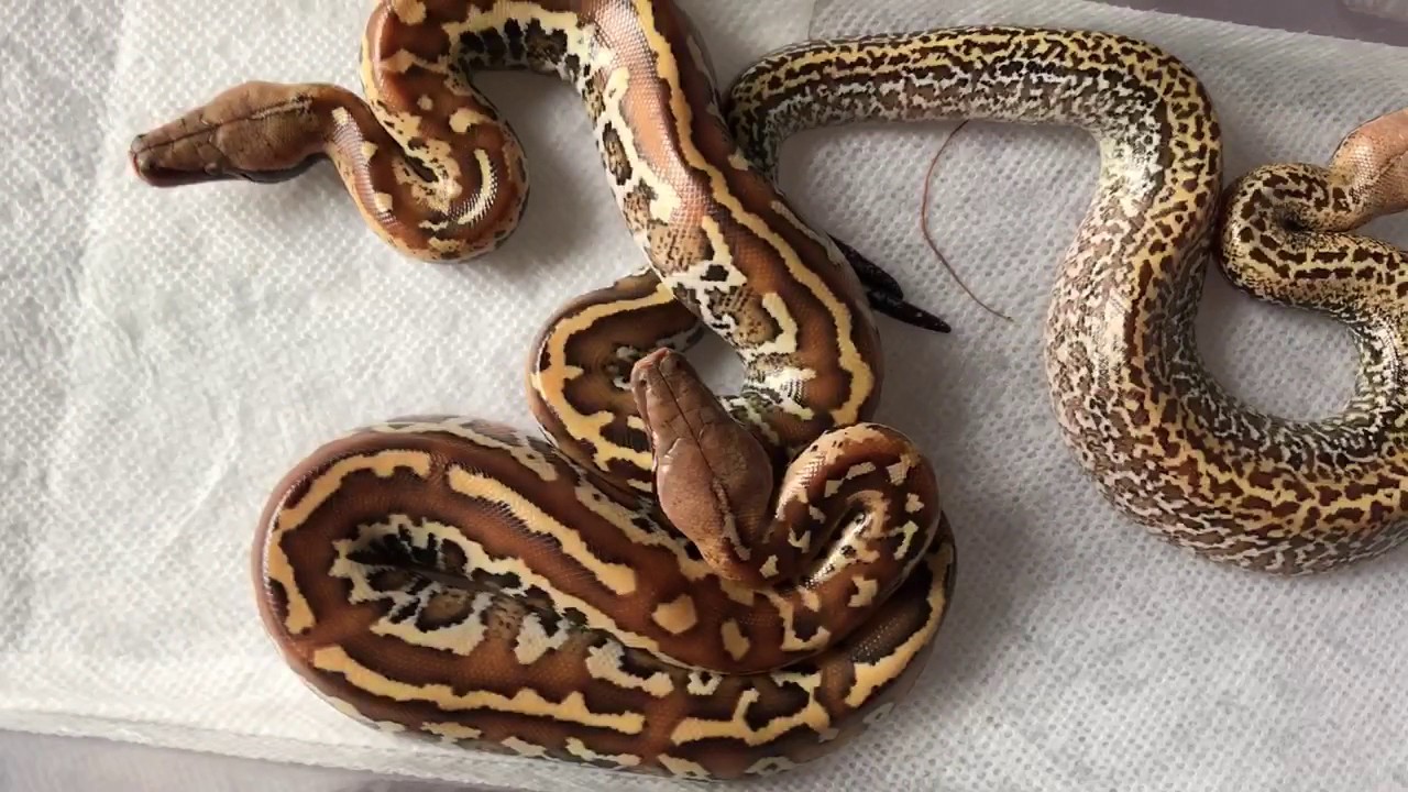 Ball and Blood Python clutches hatching. - YouTube