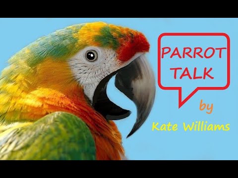 POEM - Cheeky Parrot Talk - YouTube