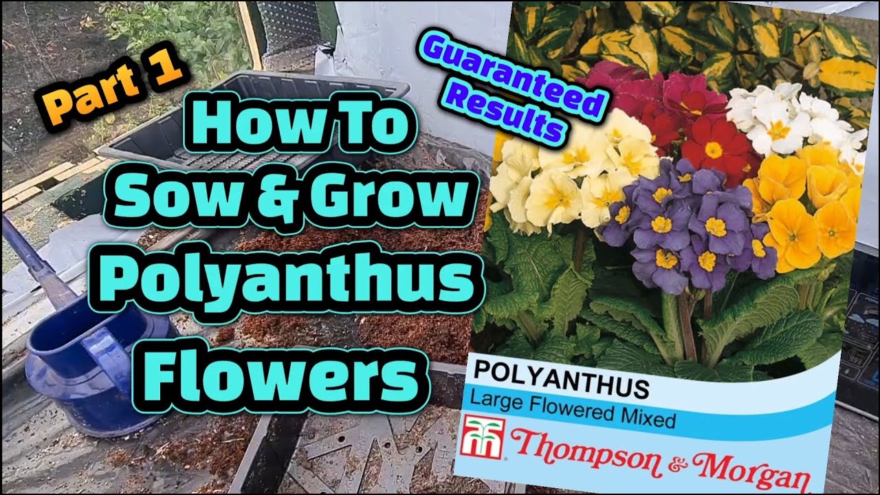 How to grow Polyanthus flowers from seed Part 1 - YouTube
