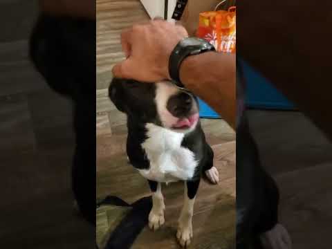 Why is my dog whining? Catahoula Adventures - YouTube