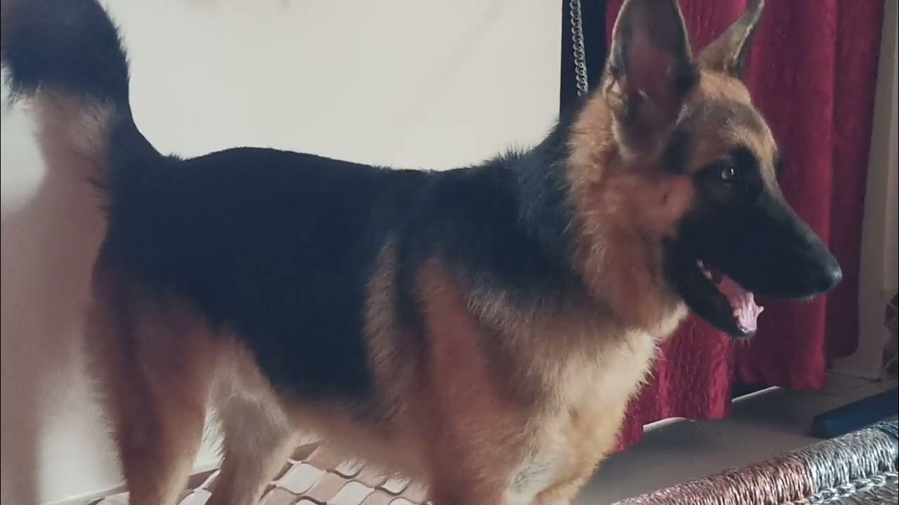 German shepherd dog barking - YouTube