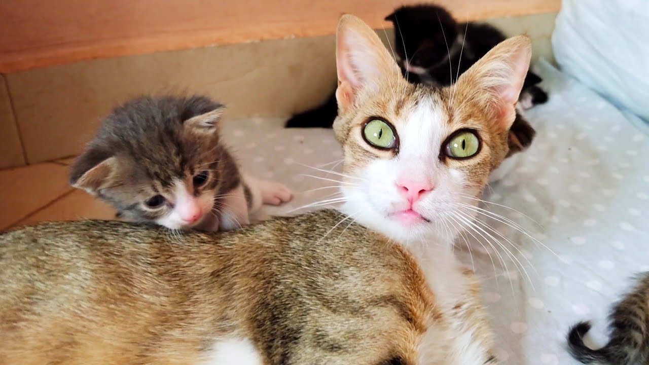 The rescued mother cat with amazing green eyes takes good care of her ...