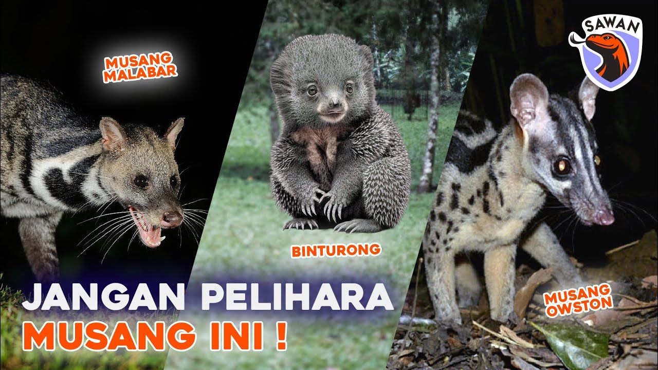 JENIS MUSANG YANG DILARANG DIPELIHARA! kecuali kaya.. #SAWAN - YouTube
