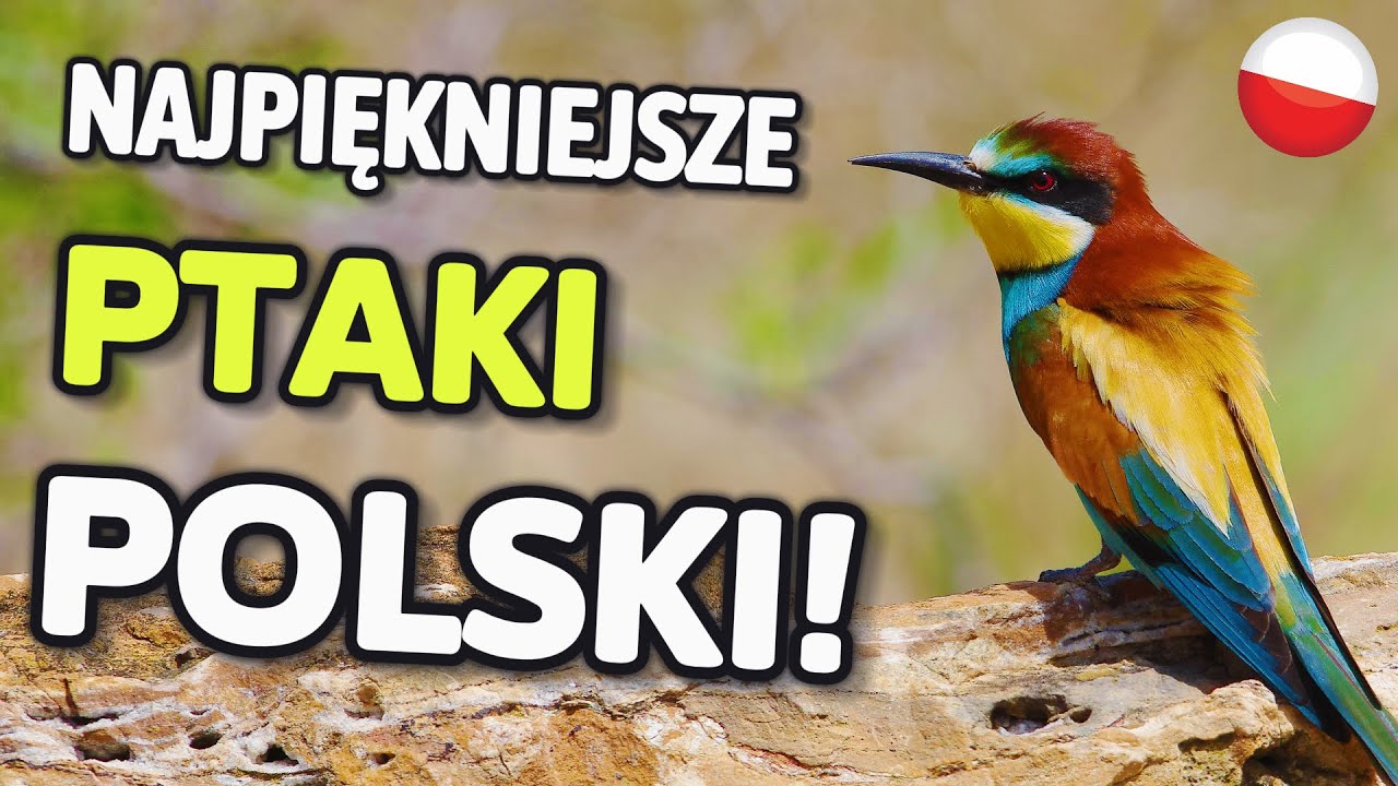 NAJPIĘKNIEJSZE ptaki POLSKI - TOP 10 🔥 - YouTube