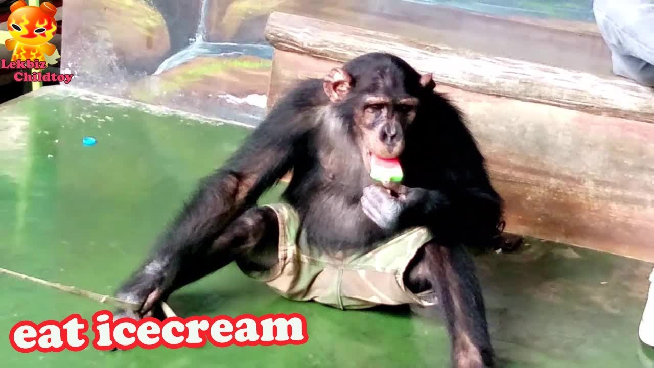 Delicious!!! See chimpanzee eat ice-cream - YouTube