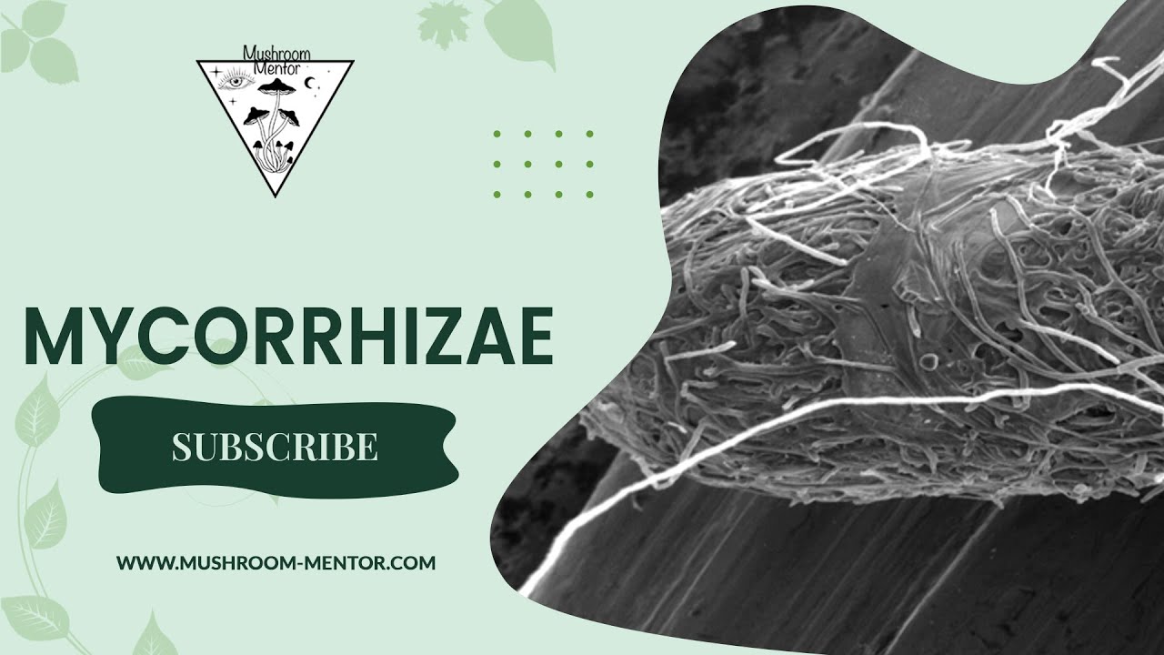 What are Mycorrhizae and why are they important? - YouTube