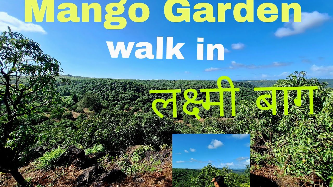 part 2 Live mango orchid in kokan📚Nature📚 cannonball,📚 375years banyan ...