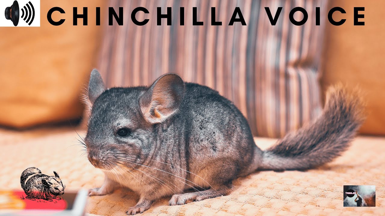 CHINCHILLA VOICE | CREPUSCULAR RODENTS | CAVIOMORPHA | GROUND SQUIRREL ...