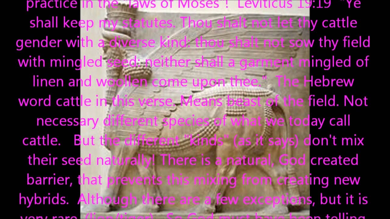 Chimera Hybrids Galore - YouTube