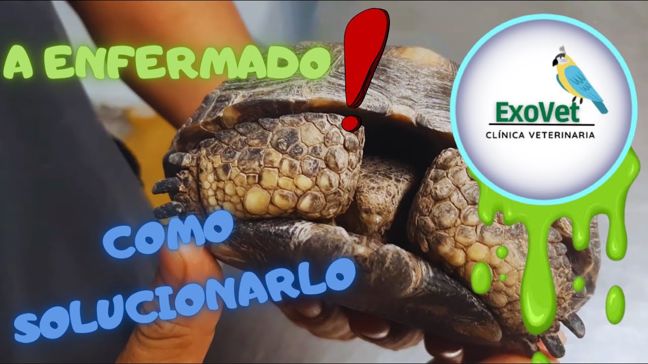 Mi tortuga tiene mocos / ExoVet | Tortuterra Exotics #tortuga #reptiles ...