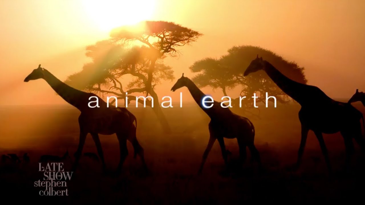 This Week On Animal Earth: Animals Are Having To Adapt To Climate ...