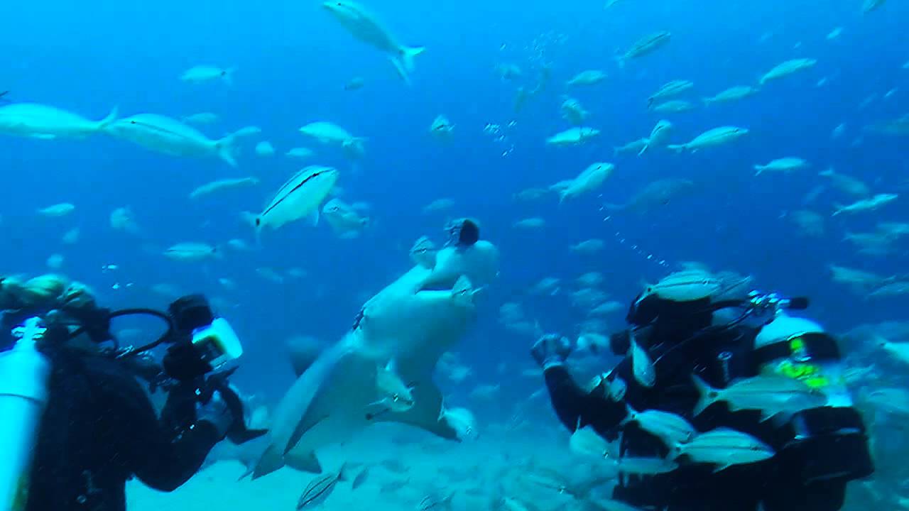 Jupiter Shark Dive - Emerald Dive Charters - YouTube