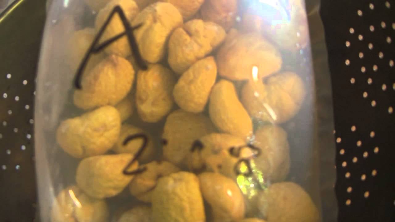 Weed Farms How to Peel a Chestnut - YouTube