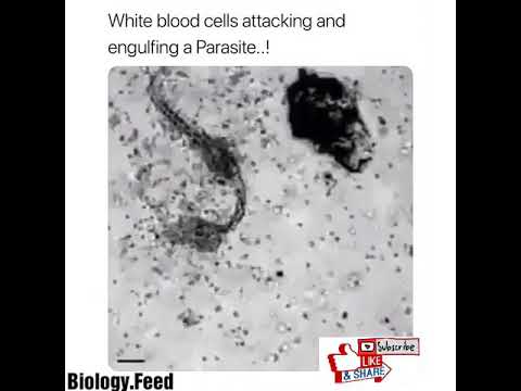 White blood cell attacking and Engulfing Parasite! || Biology.Feed ...